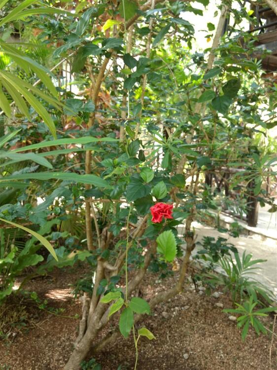 Green Tulum Cabañas & Gardens, Tulum - Centraldereservas.com