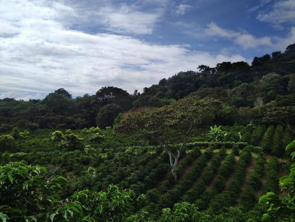Hotel Finca Lerida Coffee Plantation and Boutique Hotel, Boquete ...