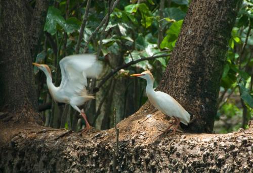 Hotel Tortugal Boutique River Lodge, Río Dulce - Central de Reservas