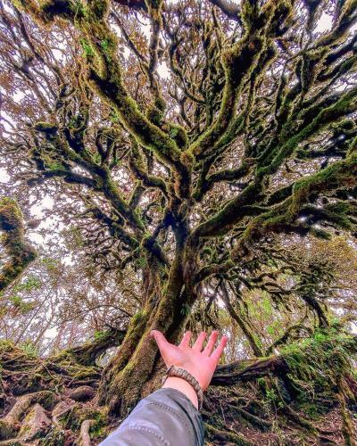 Polylepis Lodge, El Ángel - Central de Reservas