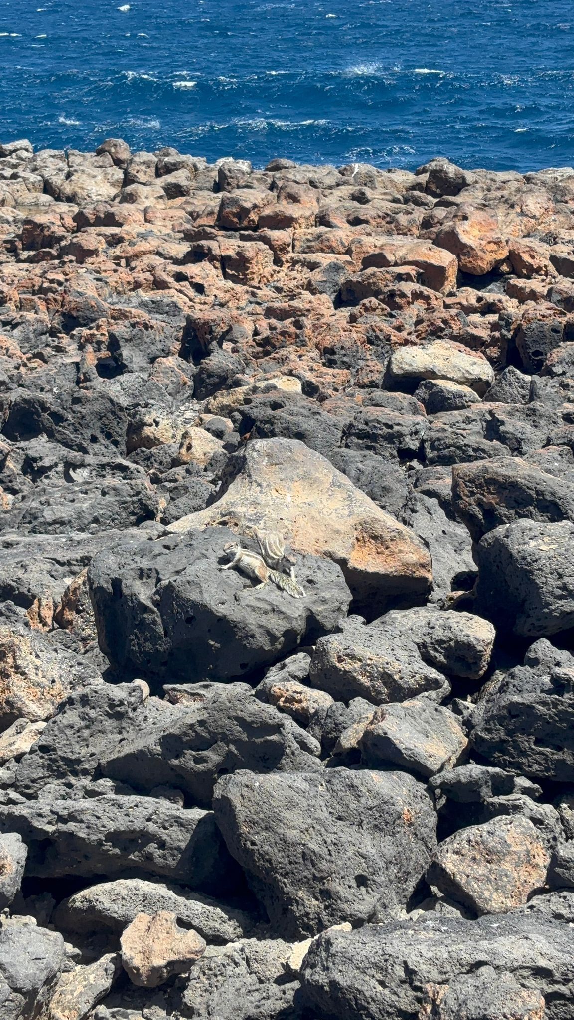 235 opiniones de viajeros sobre Caleta de Fuste, Isla de Fuerteventura ...